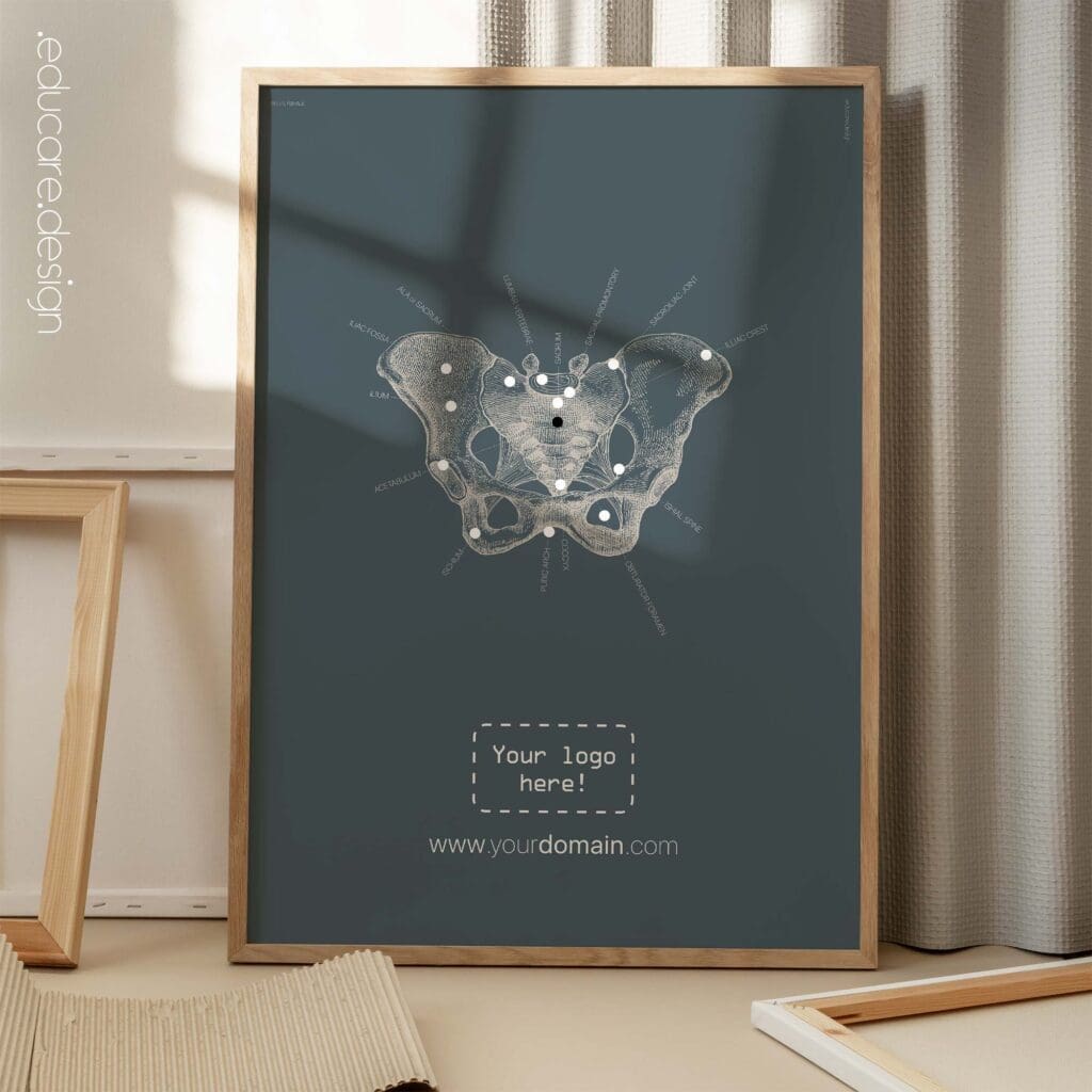 Pelvis Anatomy, Female » educare.design