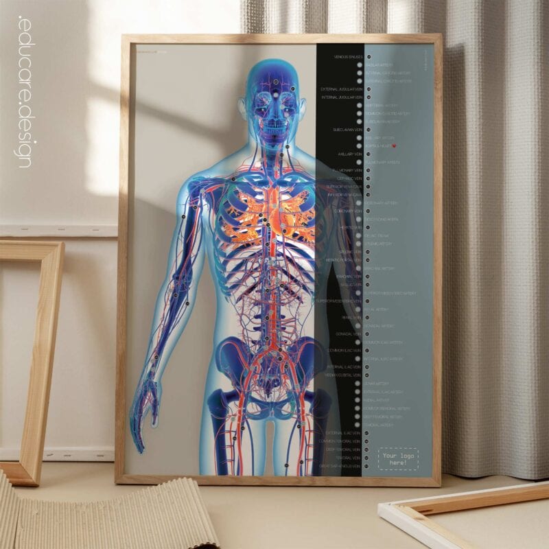 Cardiovascular System Artwork » educare.design