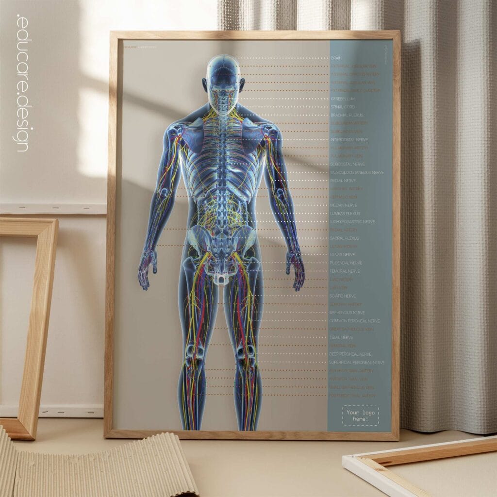 Posterior Muscular System Anatomy Chart » educare.design