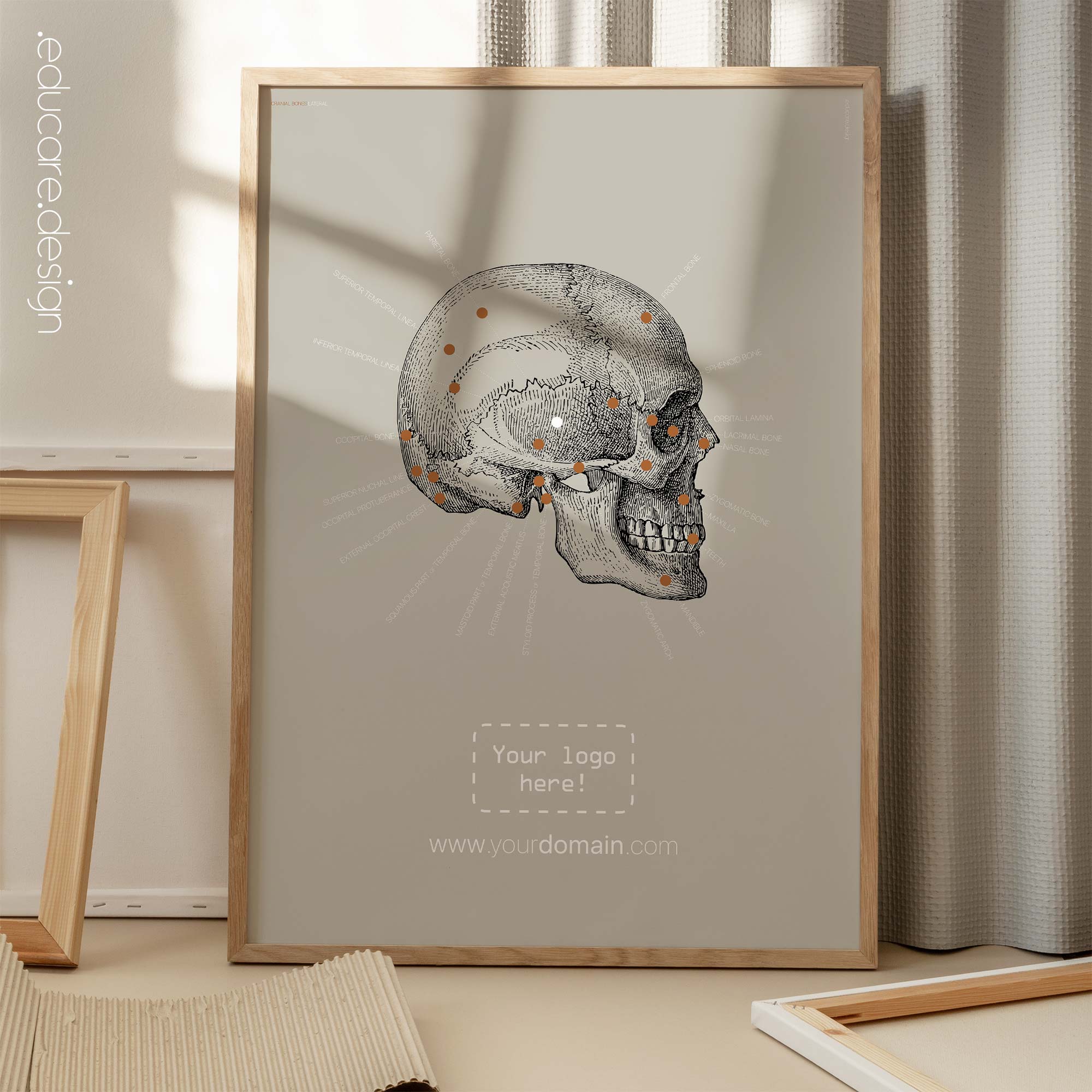 Get educated on Cranial Bones with educare.design