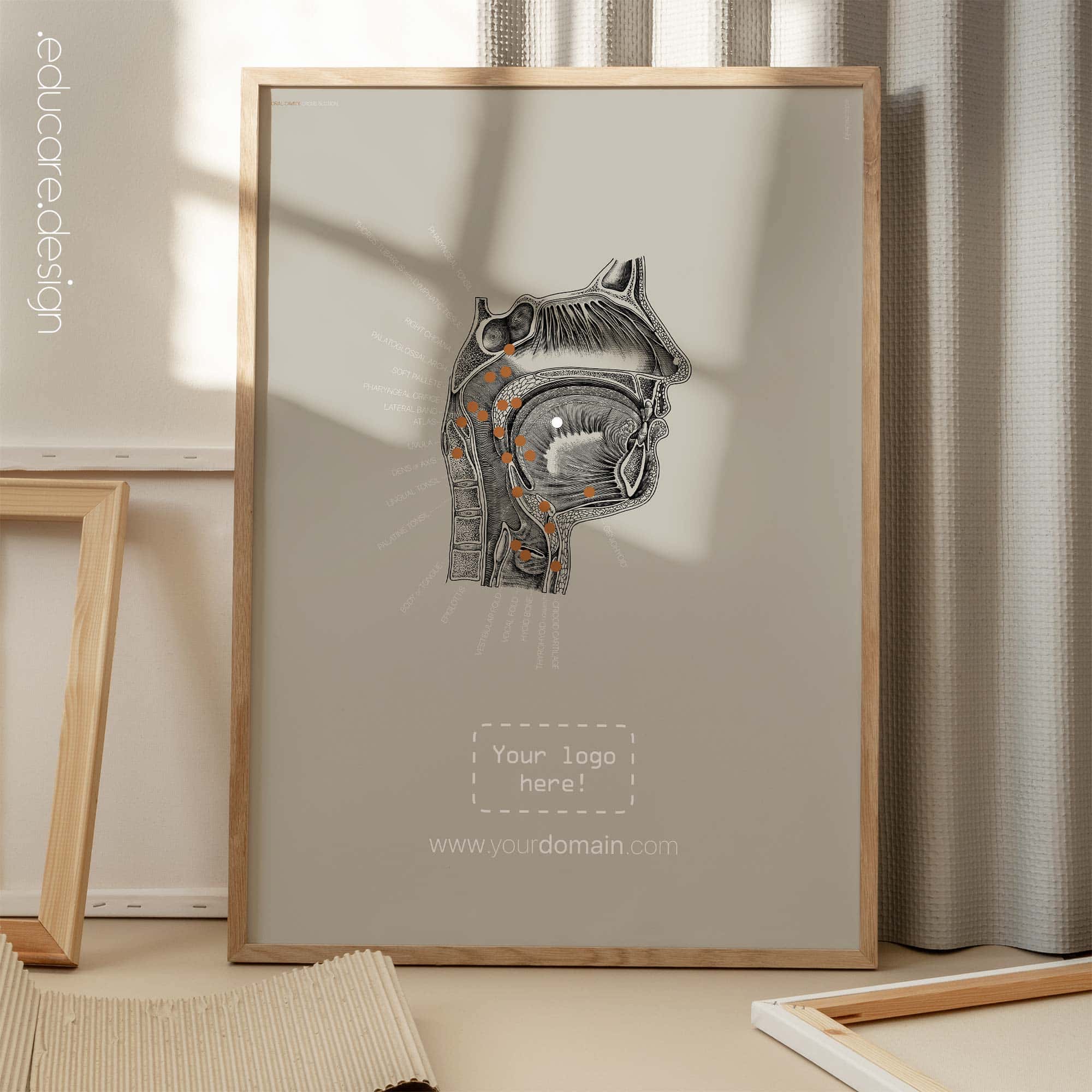 Oral Cavity, Cross section » educare.design