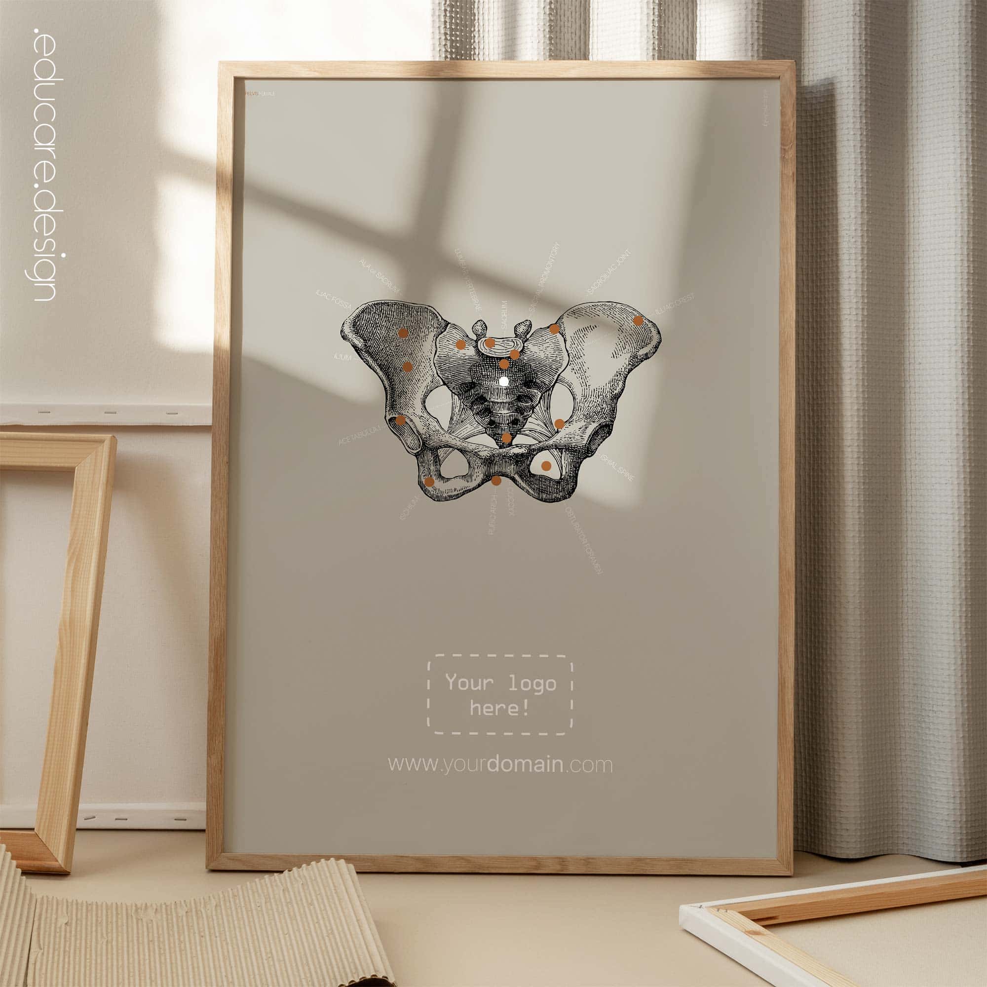 Get educated on Pelvic Anatomy with educare.design