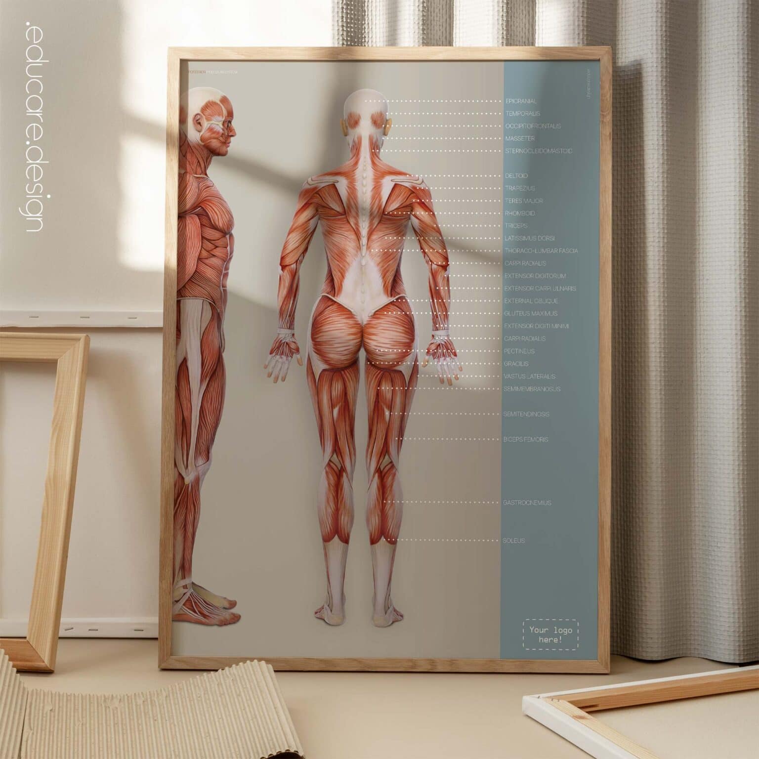 Cardiovascular System Anatomy Chart » educare.design