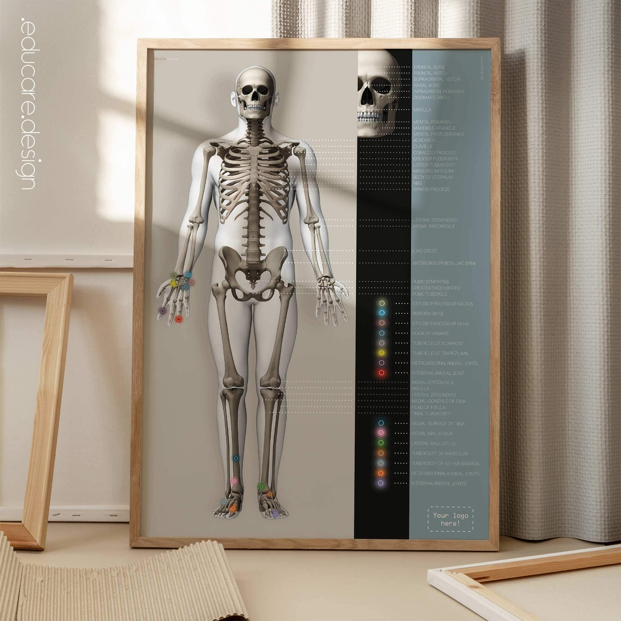 The Skeletal System — Preview