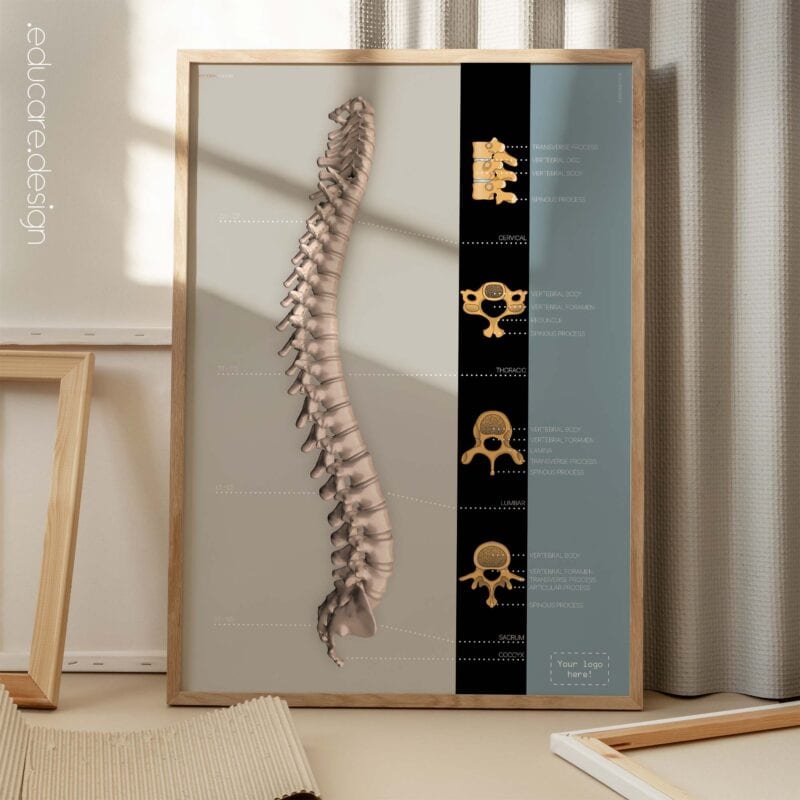 Vertebral Column Artwork » educare.design