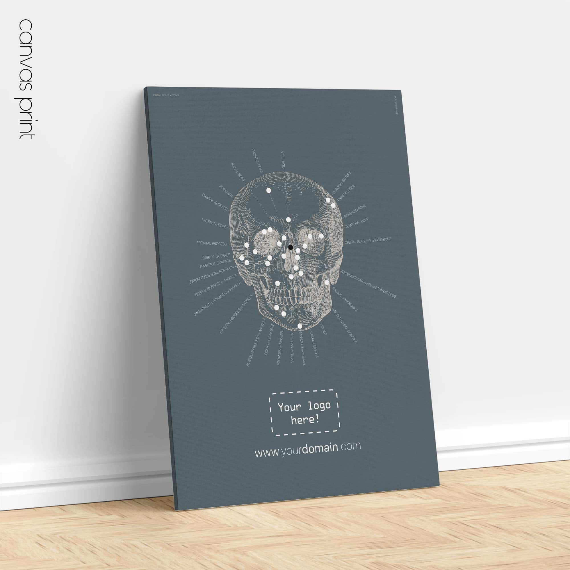 02 blue cranial bones anteriro