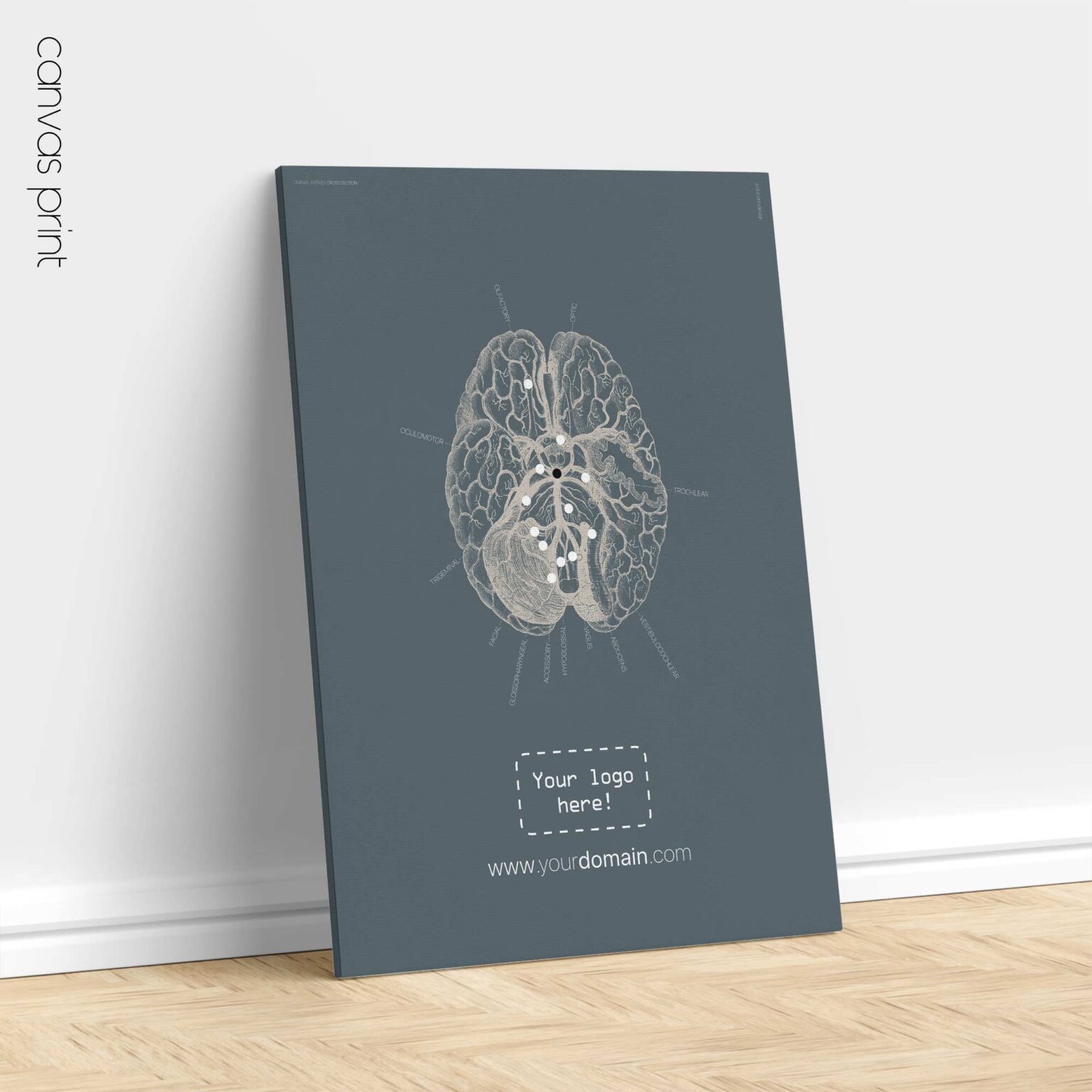 Cranial Nerves, Cross Section » educare.design
