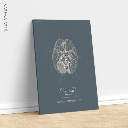 Cranial Nerves, Cross Section » educare.design