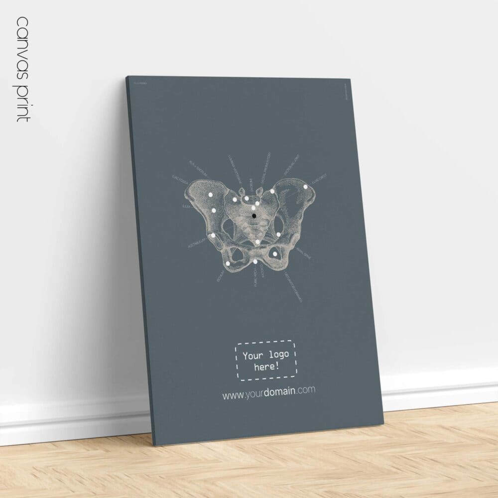 Pelvis Anatomy, Female » educare.design