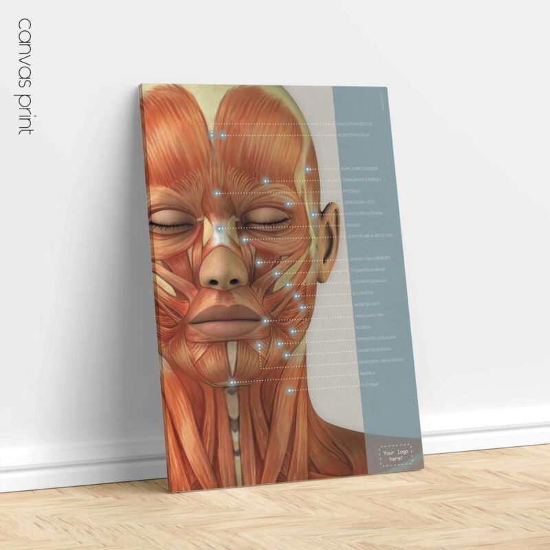 Craniofacial Muscles » educare.design