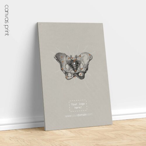 Pelvis Anatomy, Female » educare.design