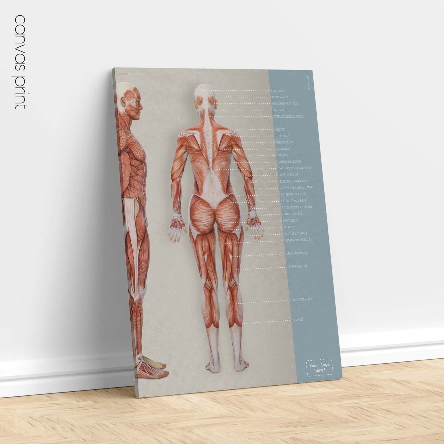Muscular System, Posterior » educare.design
