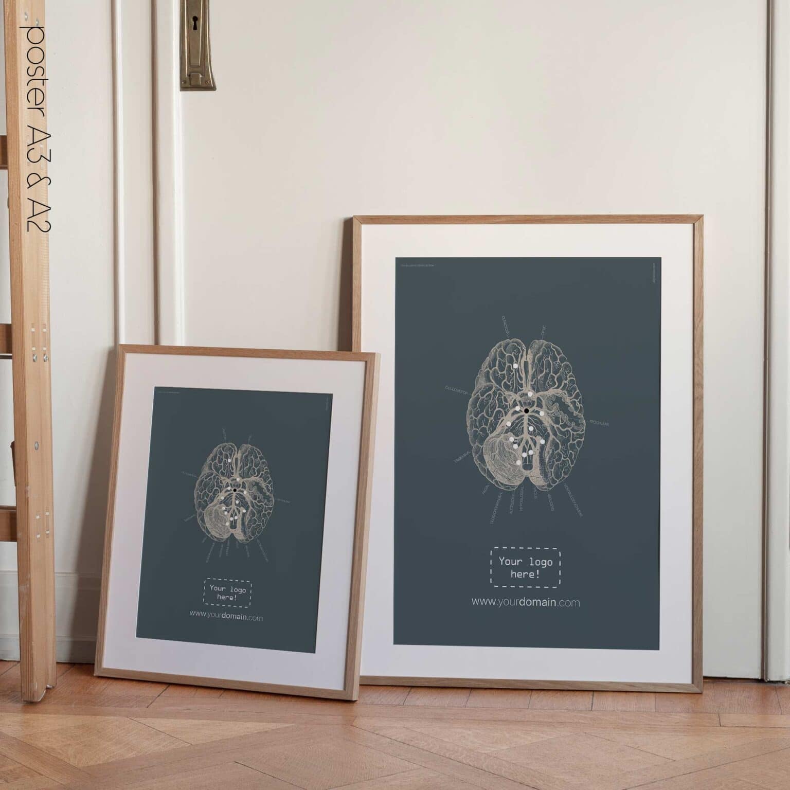 Cranial Nerves, Cross Section » educare.design