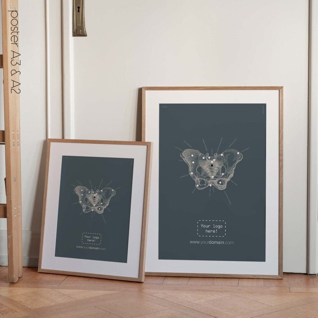 Pelvis Anatomy, Female » educare.design