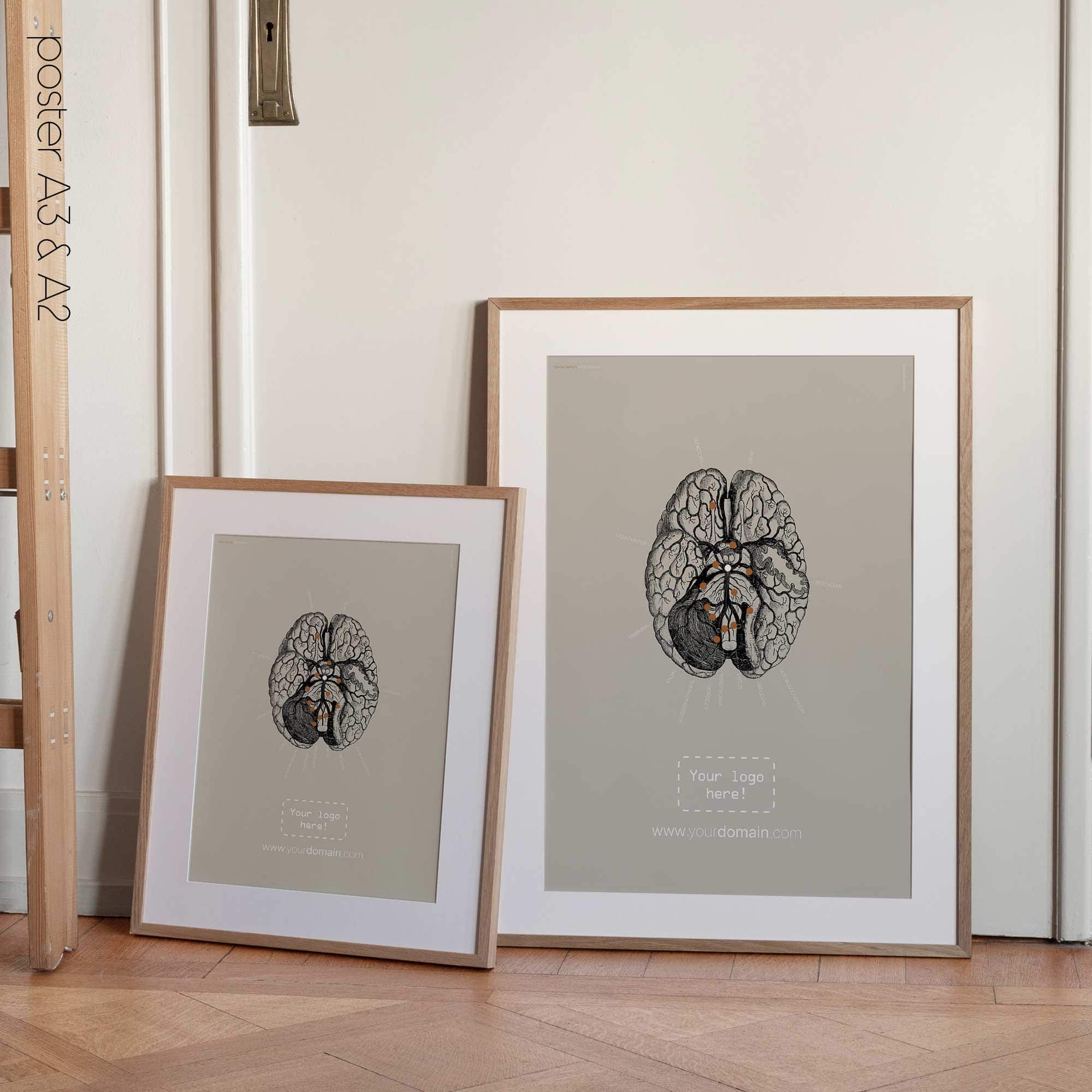 03 grey cranial nerves cross section