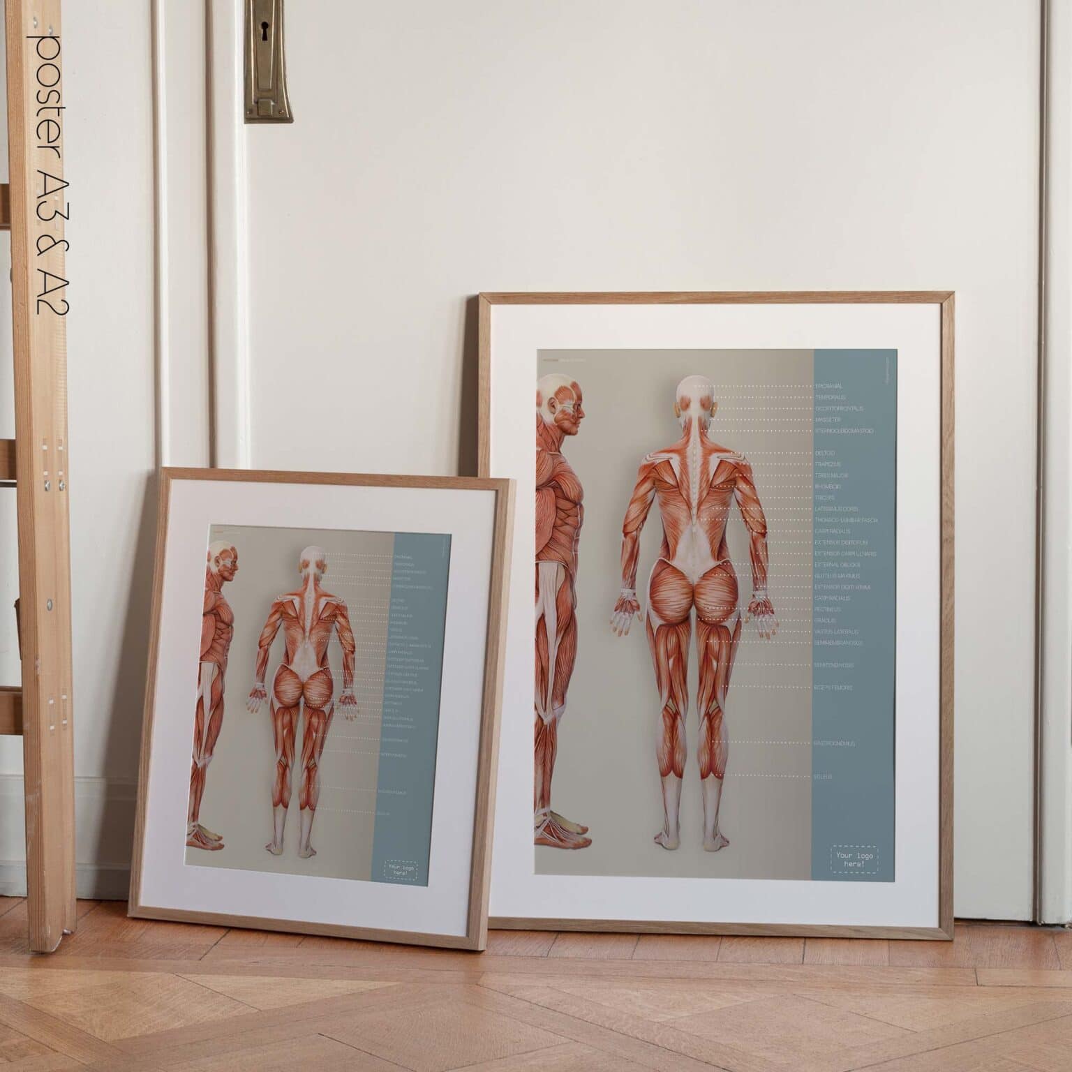 Muscular System, Posterior » educare.design
