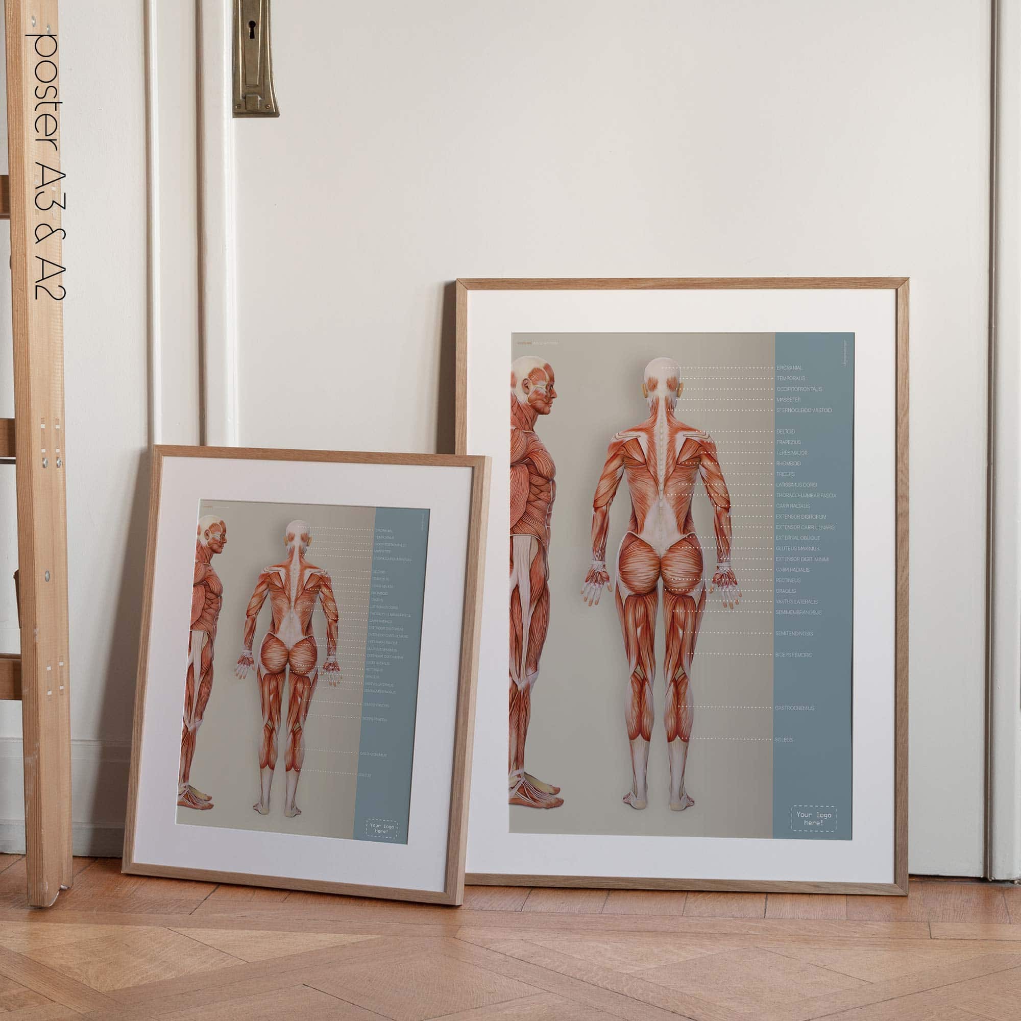 03 posterior muscular system
