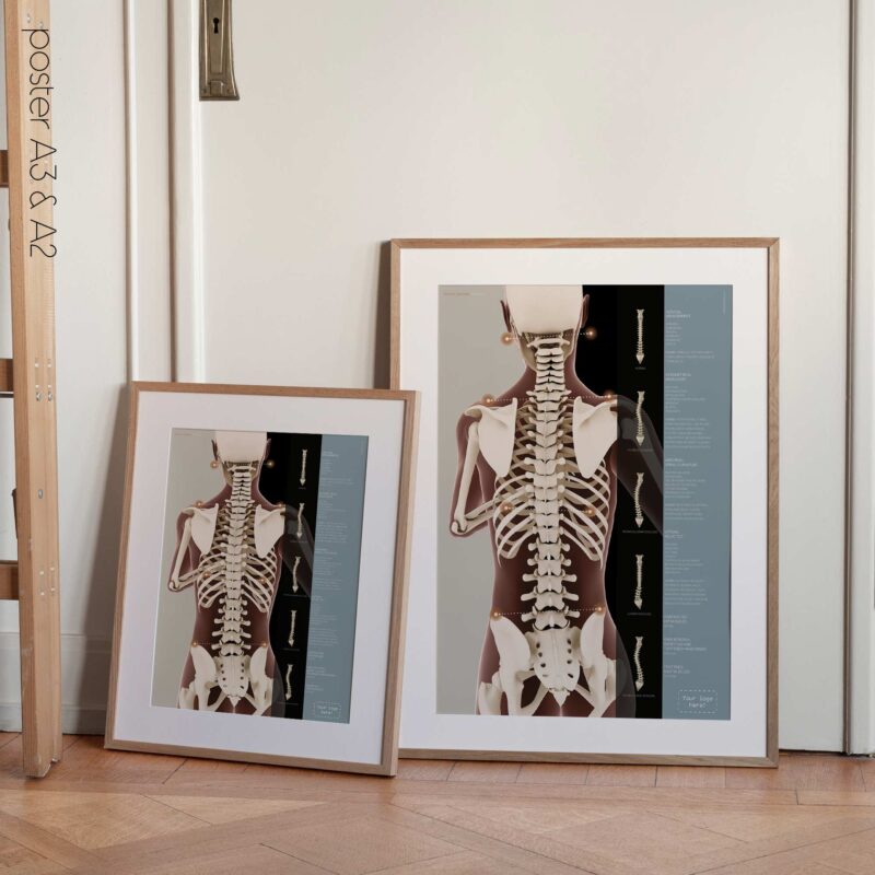 Postural Assessment and Scoliosis Artwork » educare.design
