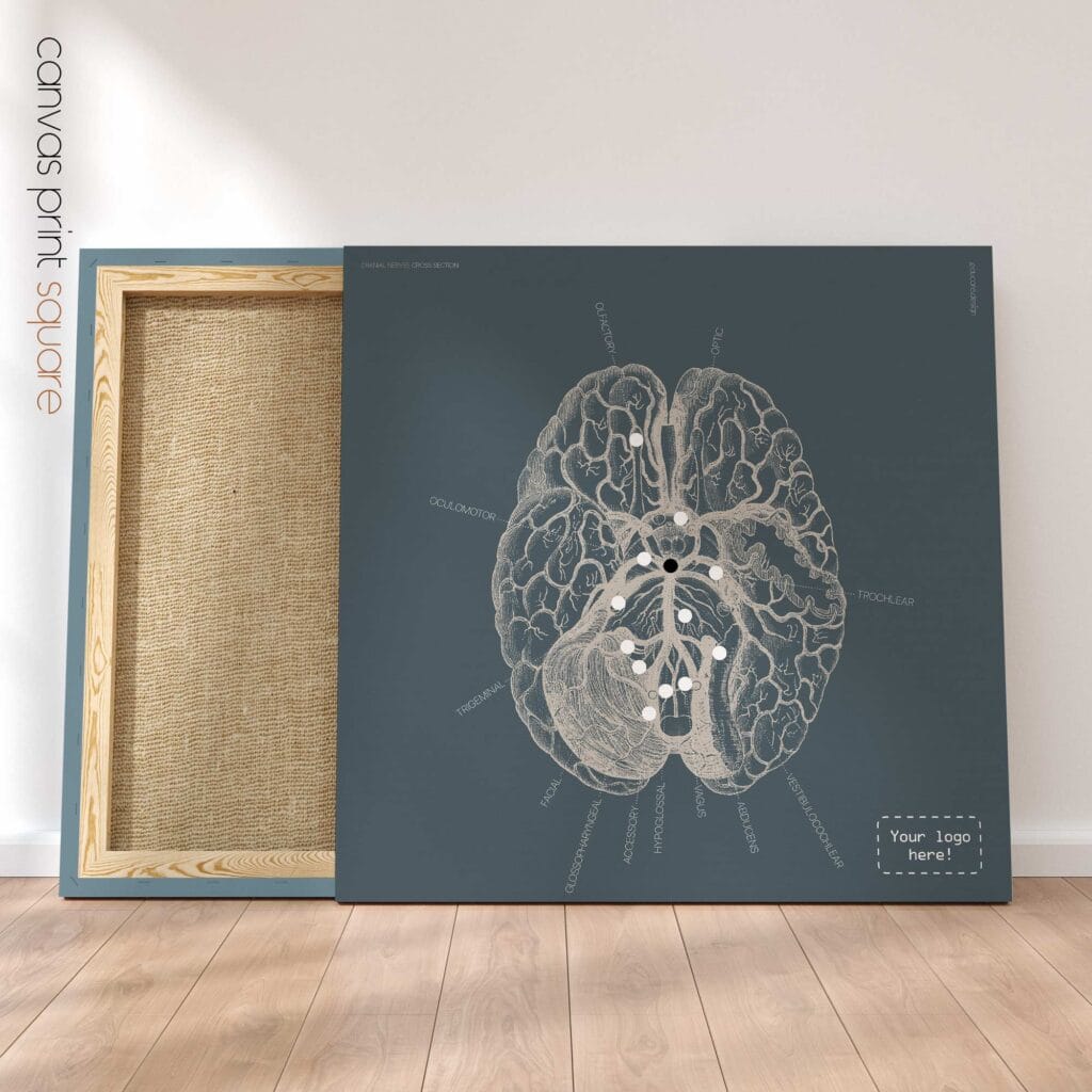 Cranial Nerves, Cross Section » educare.design