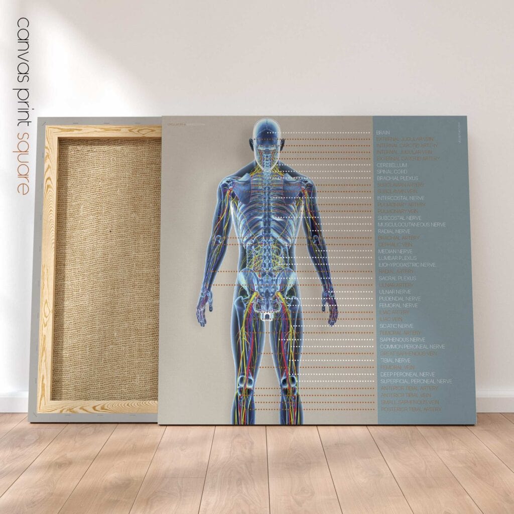 Circulatory and Nerves Systems » educare.design