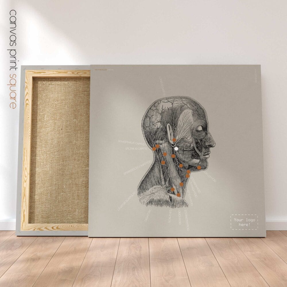 Neck Muscles, Lateral » educare.design