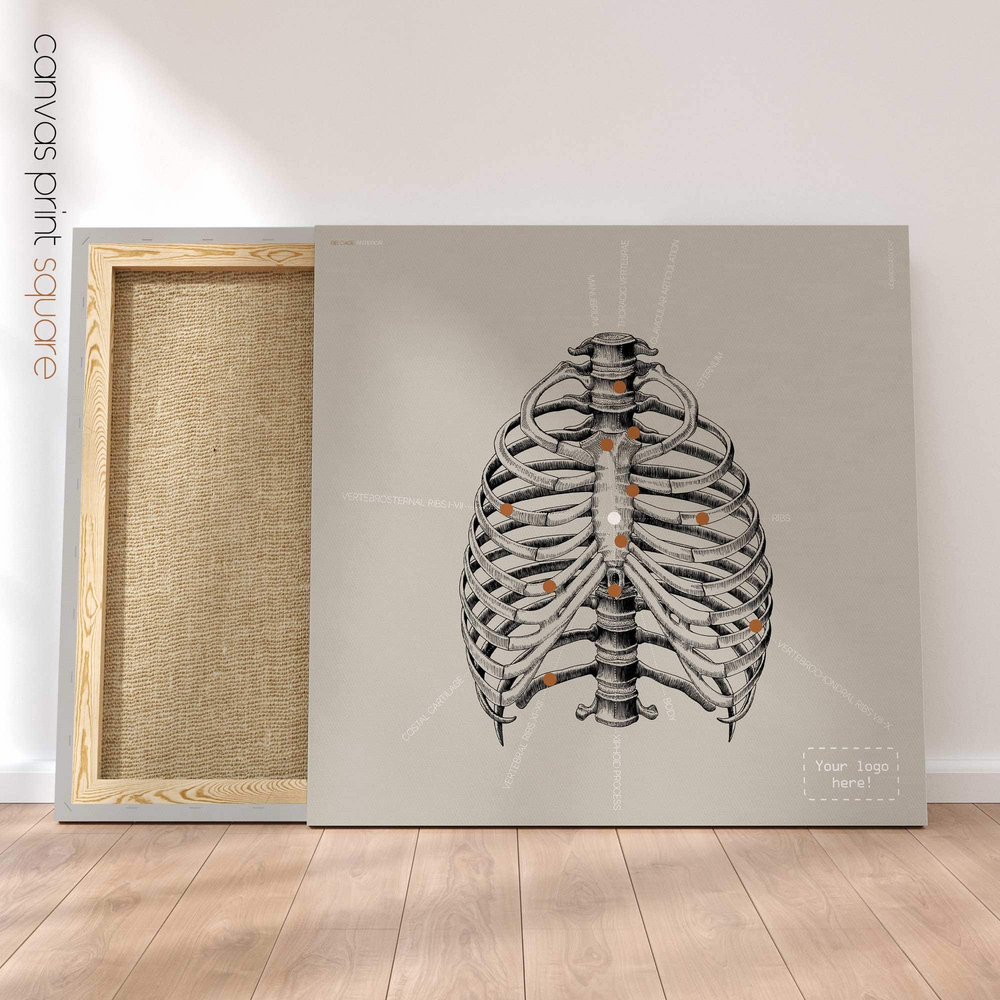 05 grey rib cage