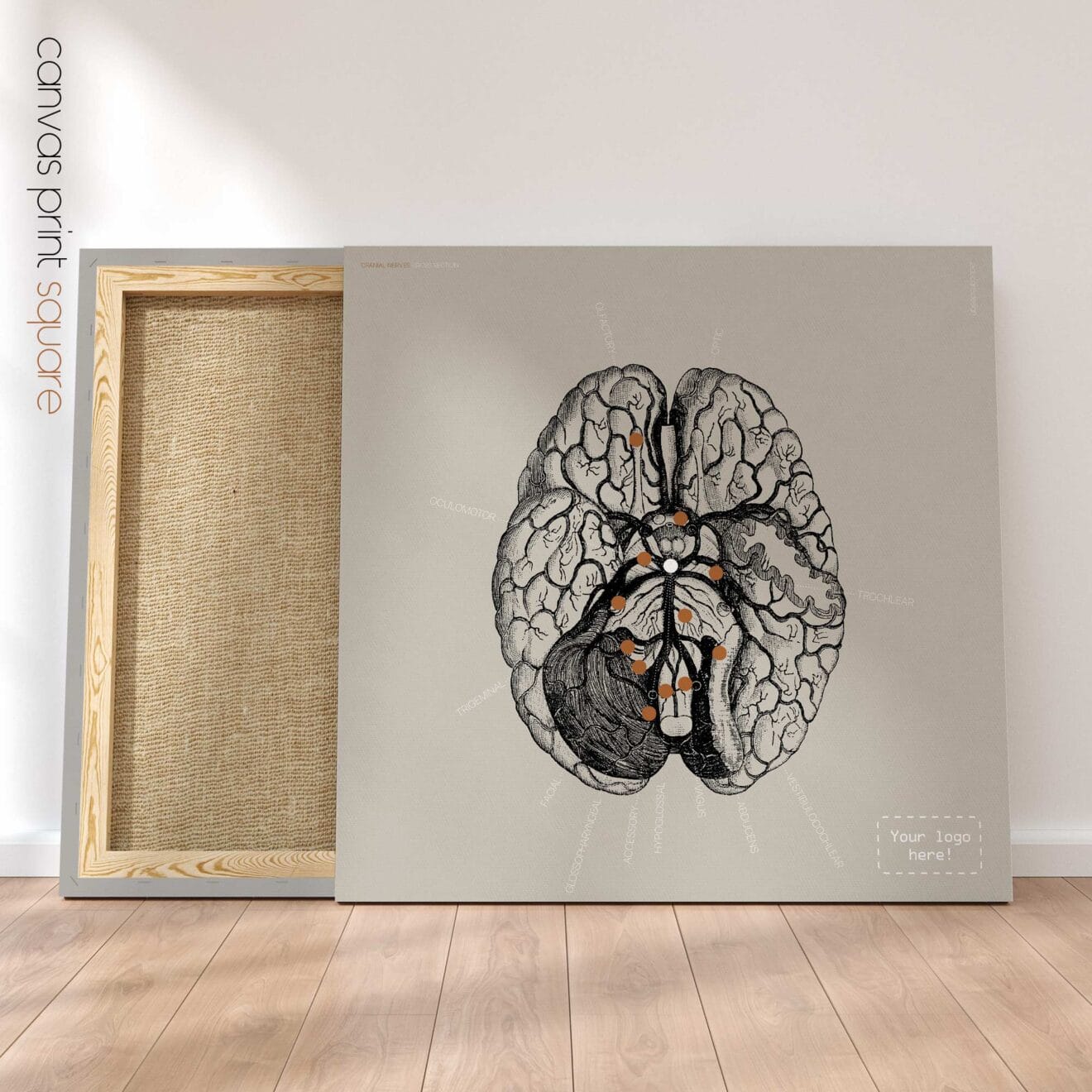 Cranial Nerves, Cross Section » educare.design