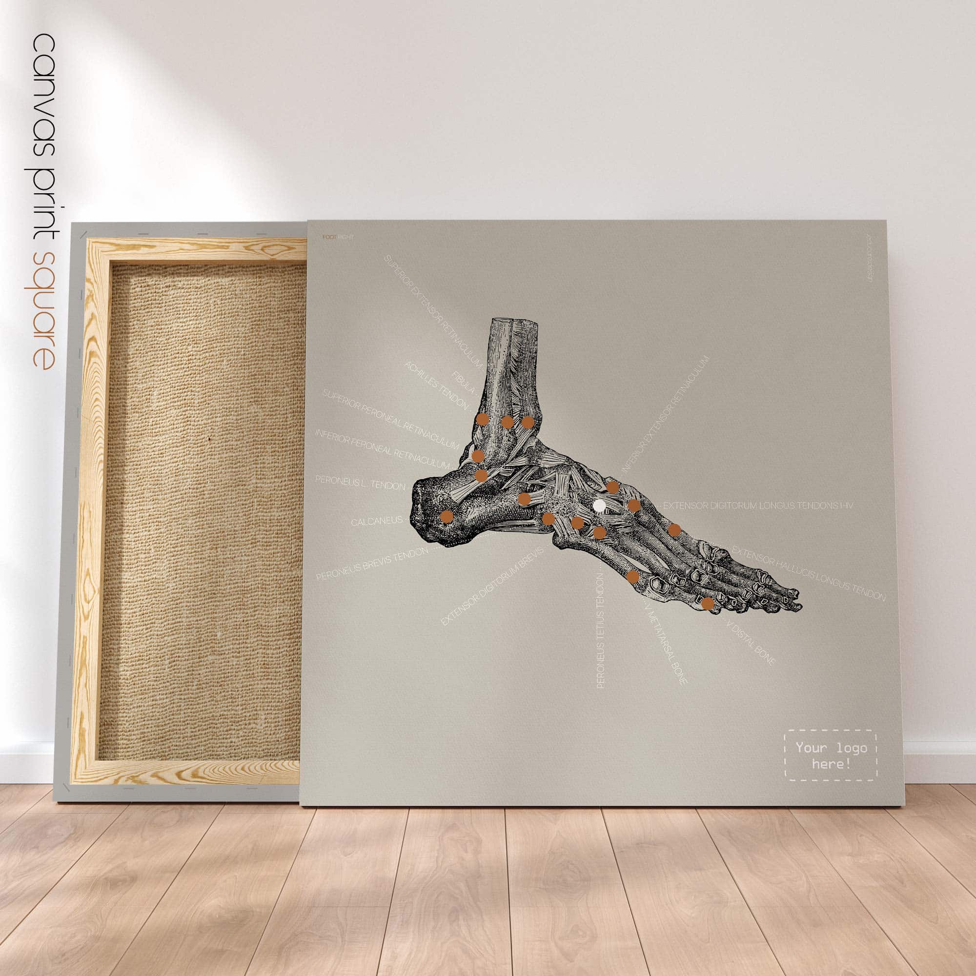 05 grey foot anatomy