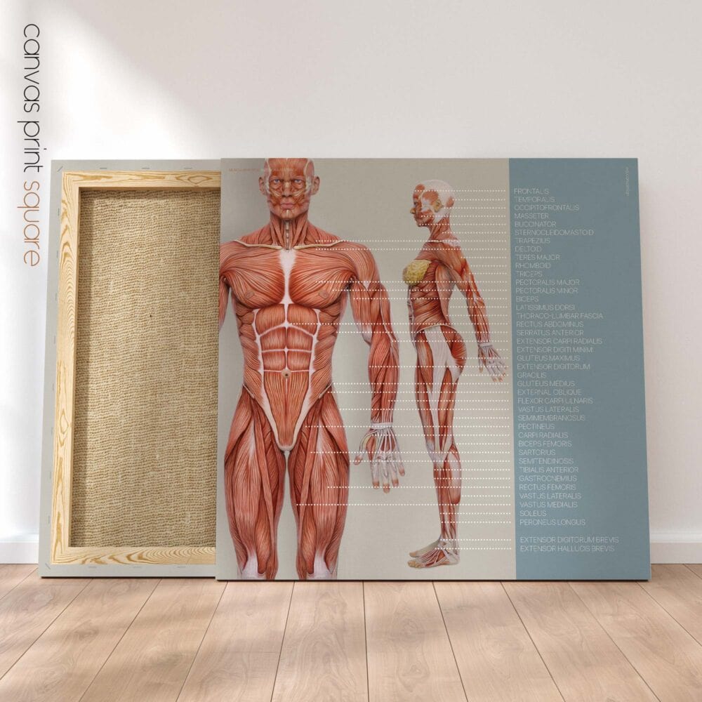 Muscular System, Posterior » educare.design