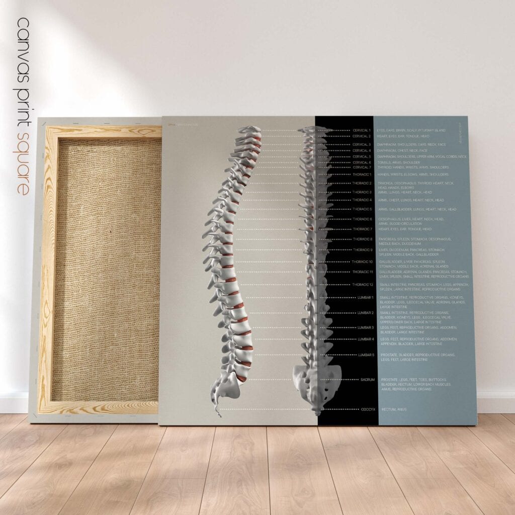 Spinal Nerves Function » educare.design