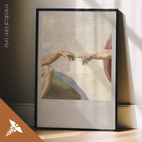 Creation of Adam & Hand Anatomy » educare.design