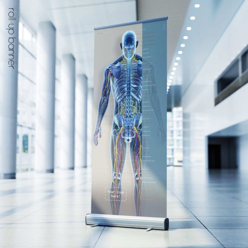 Circulatory and Nerves Systems » educare.design