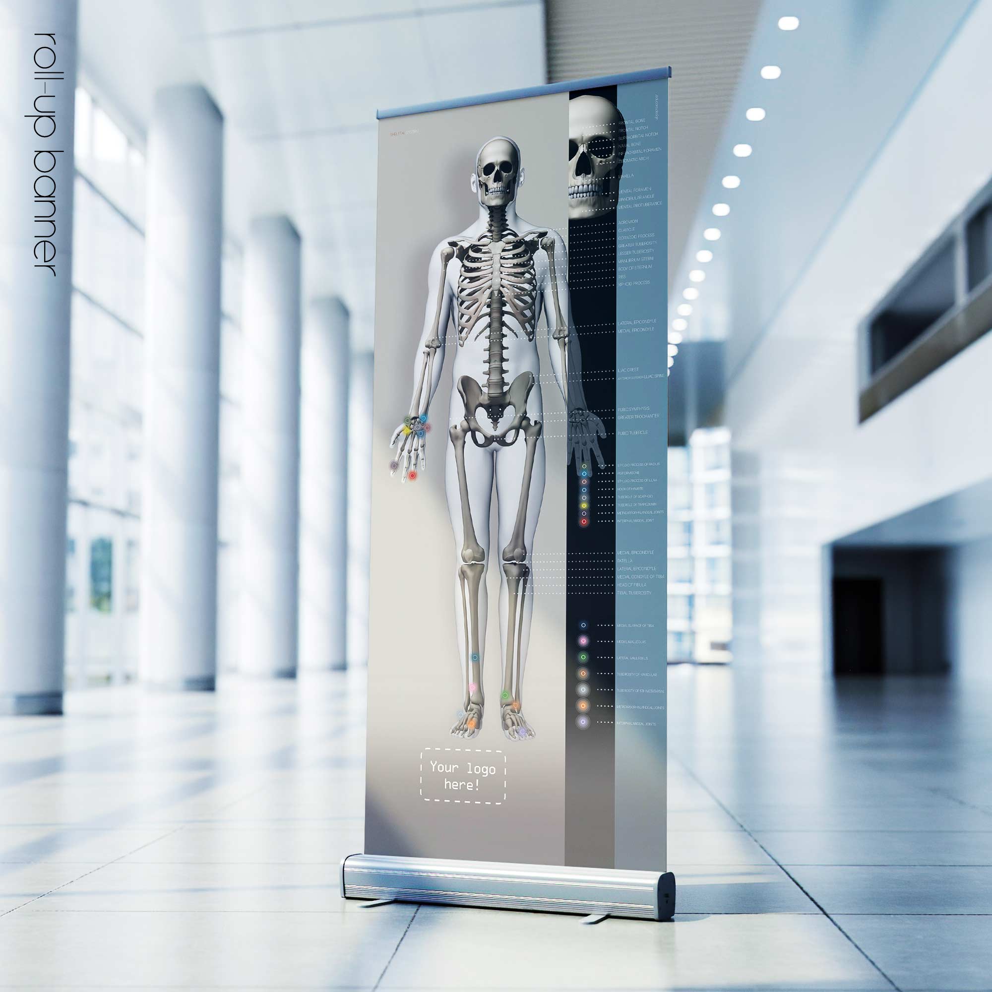 08 skeletal system rollup