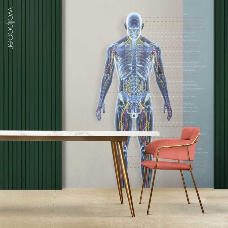 Circulatory and Nerves Systems » educare.design