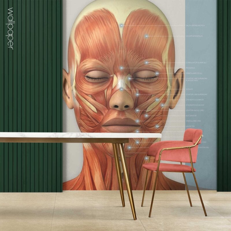 Craniofacial Muscles » educare.design