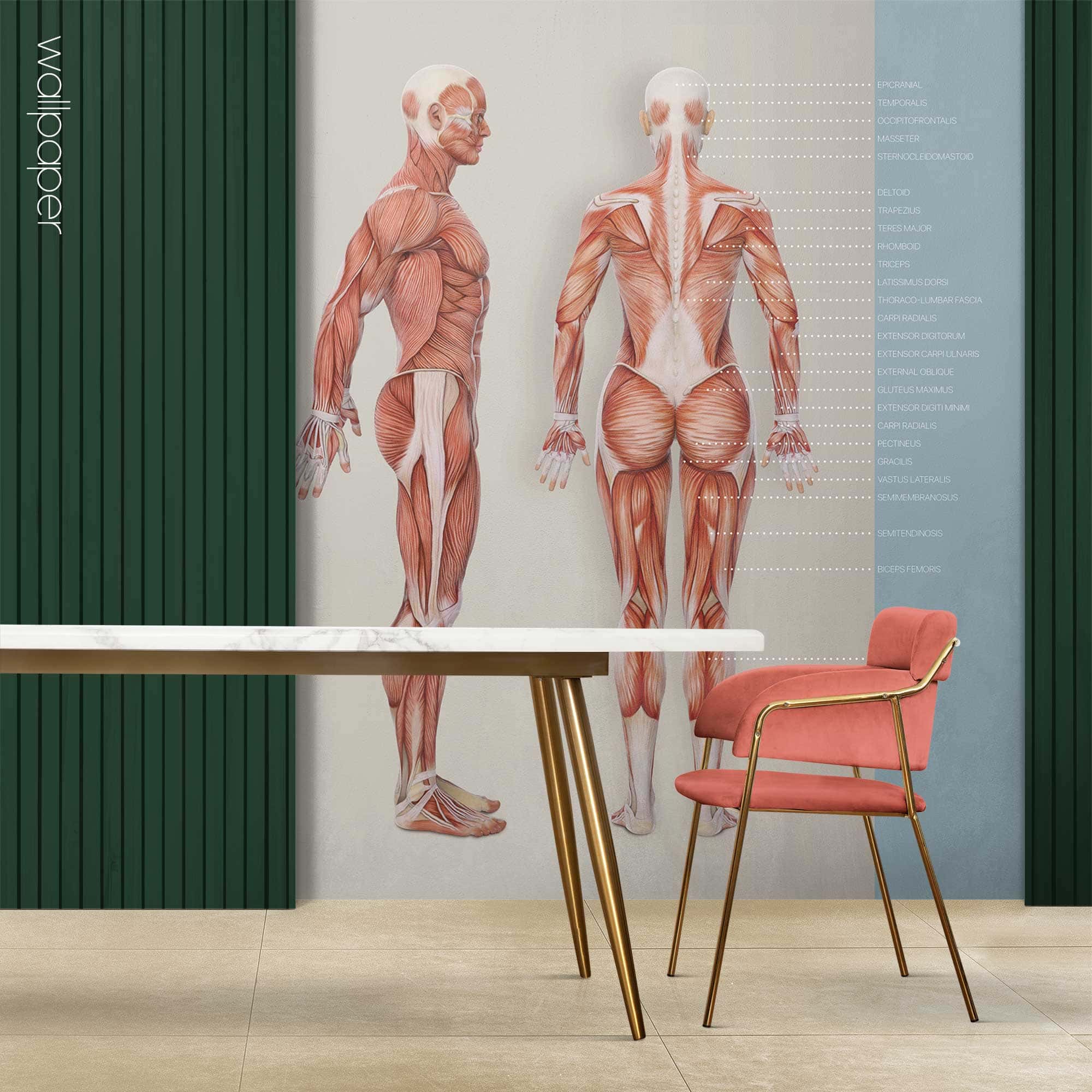 09 posterior muscular system wallpaper