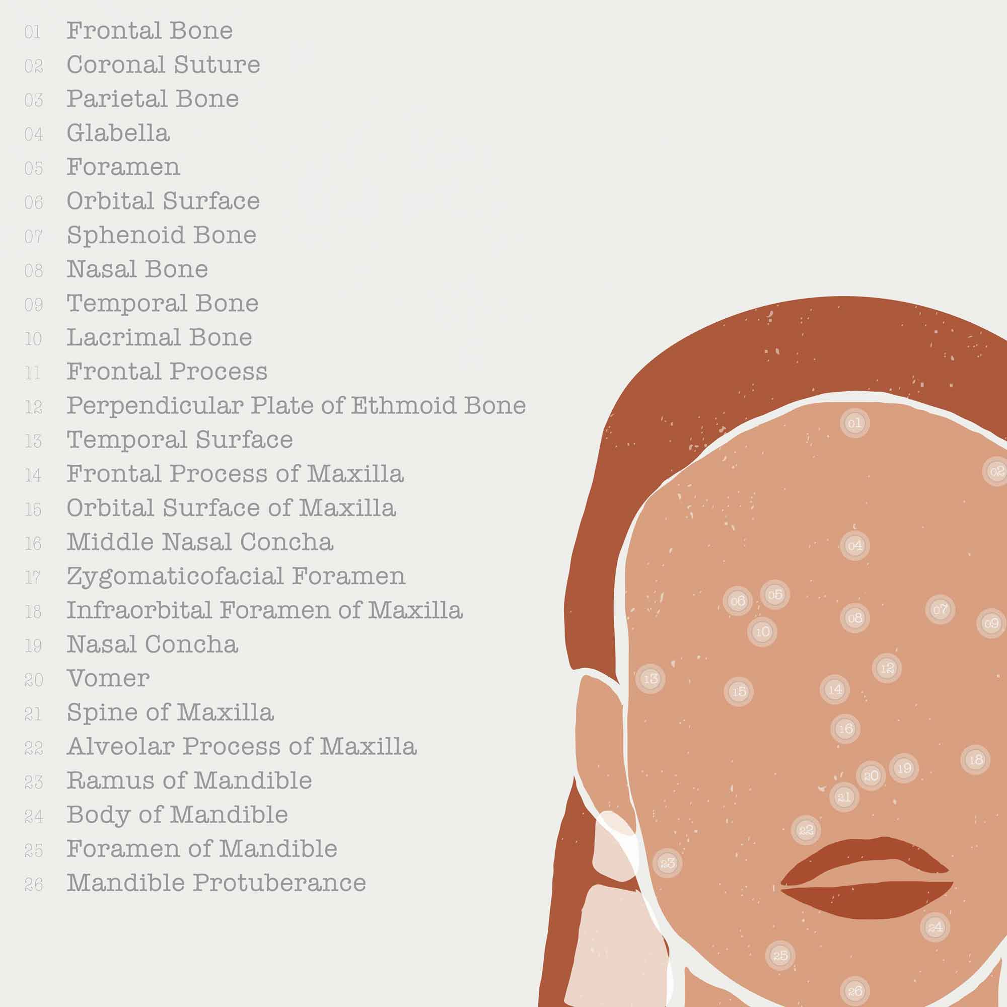 Abstract Anterior Cranial Bones » educare.design