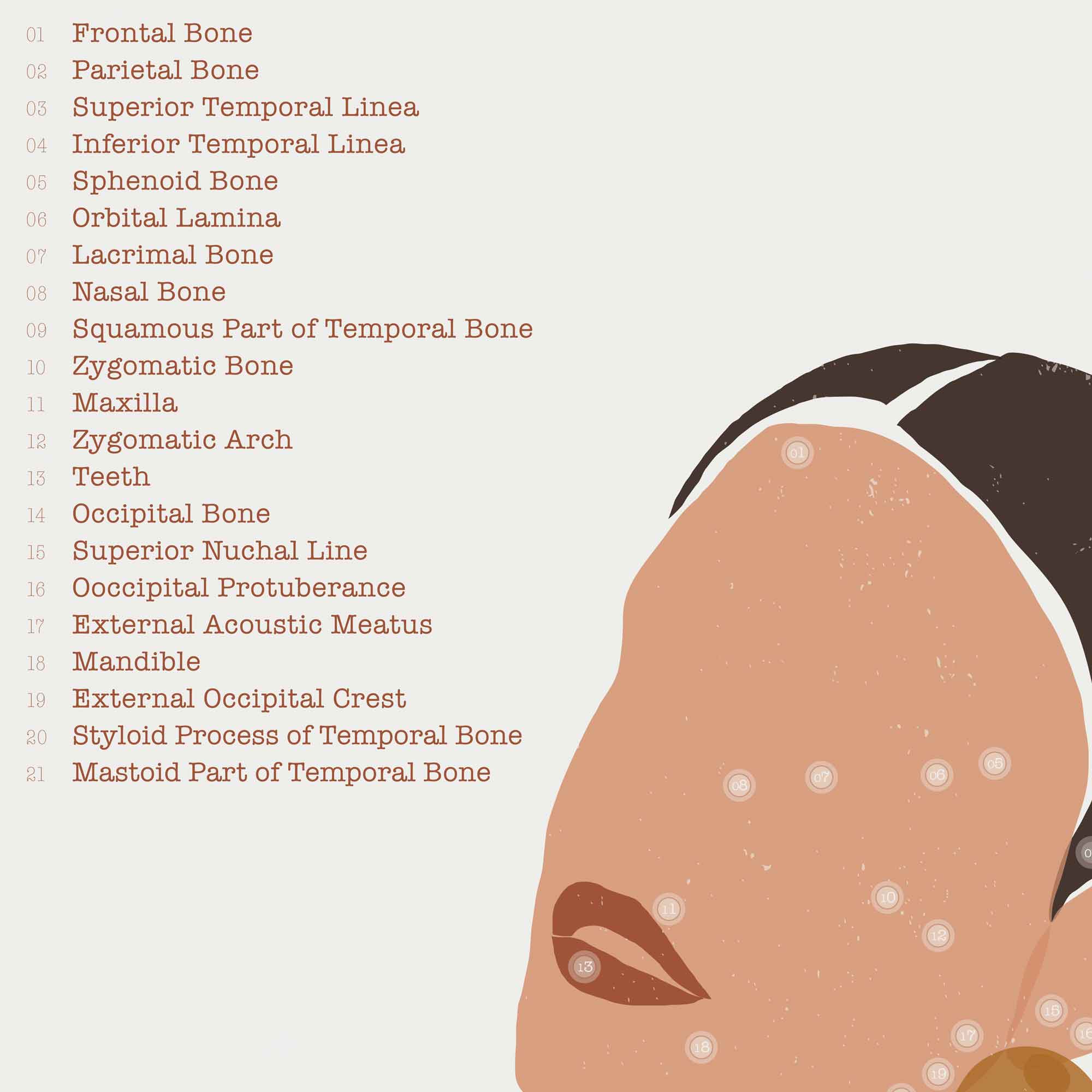 Abstract Lateral Cranial Bones » educare.design