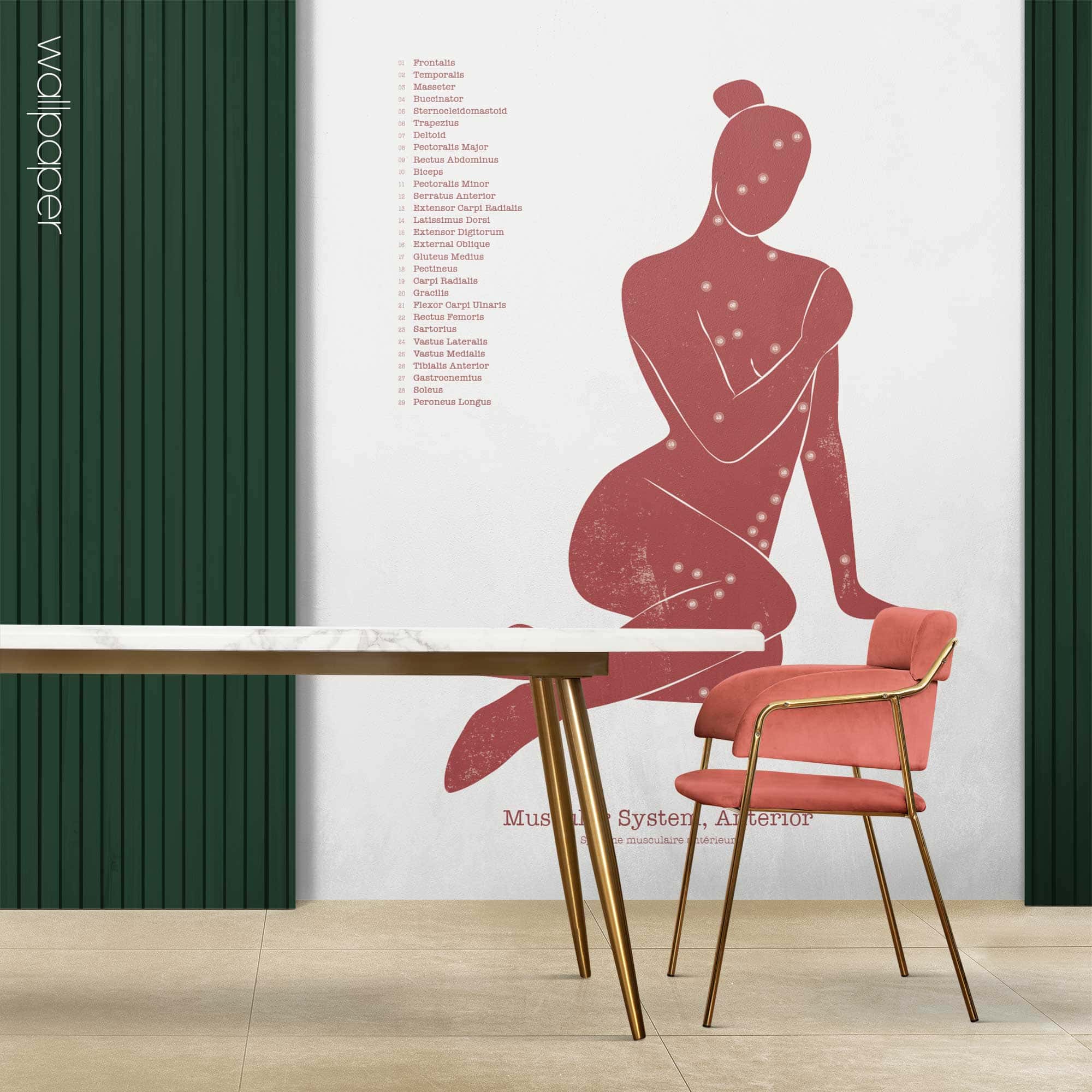 09 abstract anterior muscles wallpaper — Preview