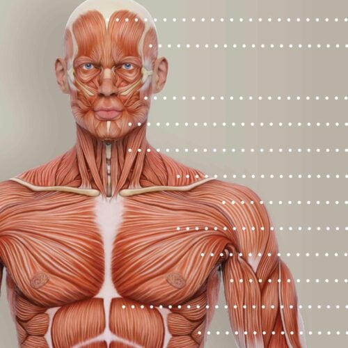 Our clinic and Anterior Muscular System