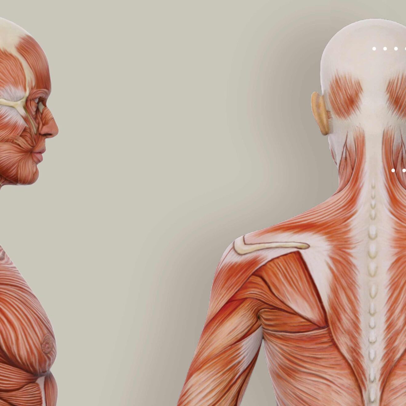 Our clinic and Posterior Muscular System