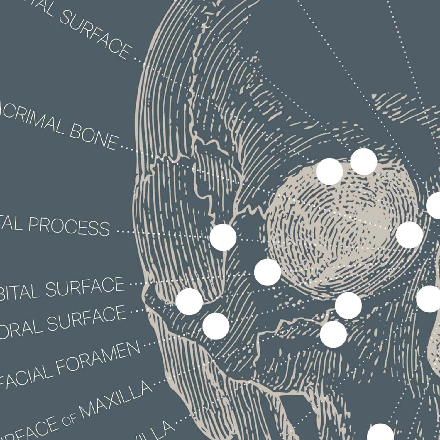 zoom blue cranial bones anteriro — Preview