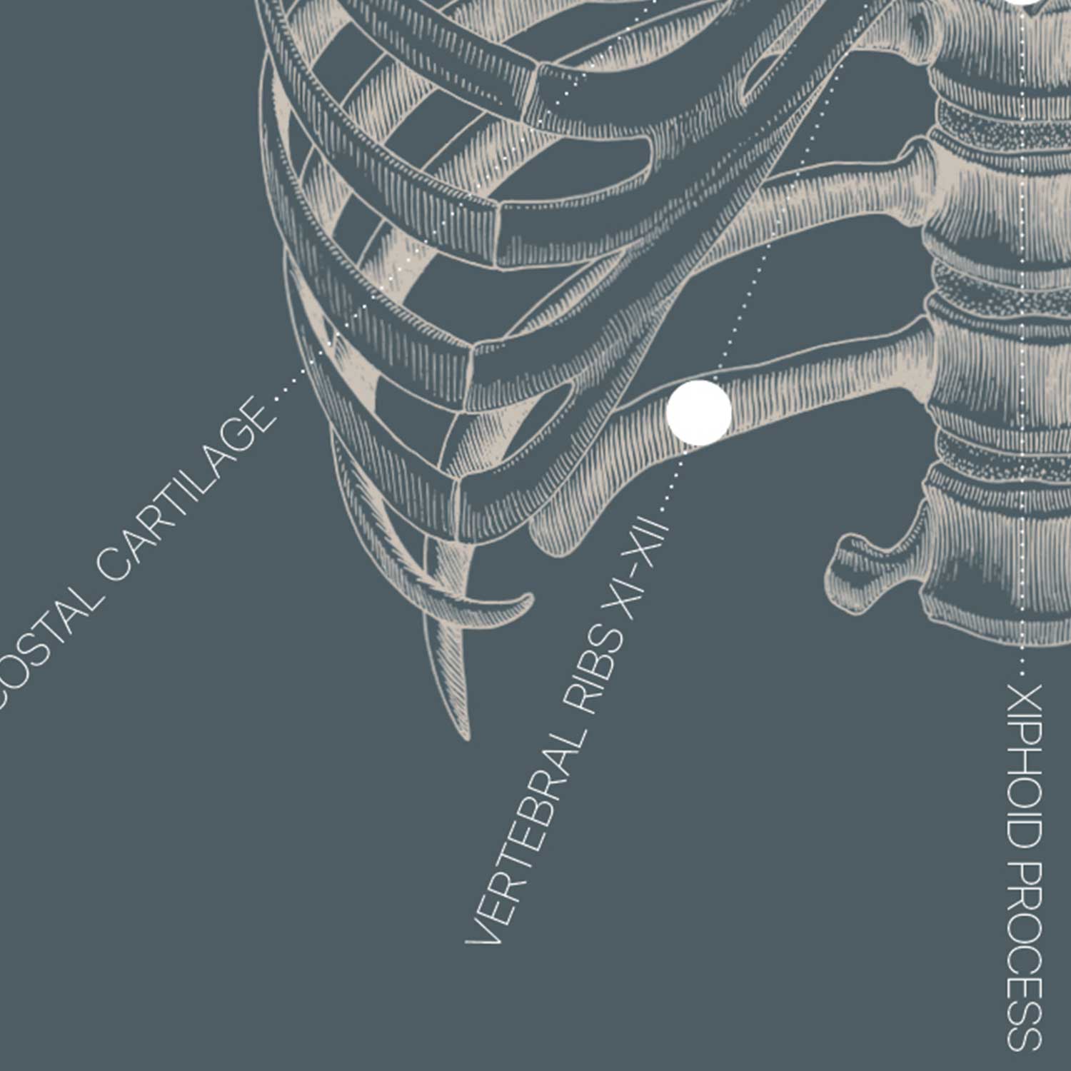 zoom blue rib cage — Preview