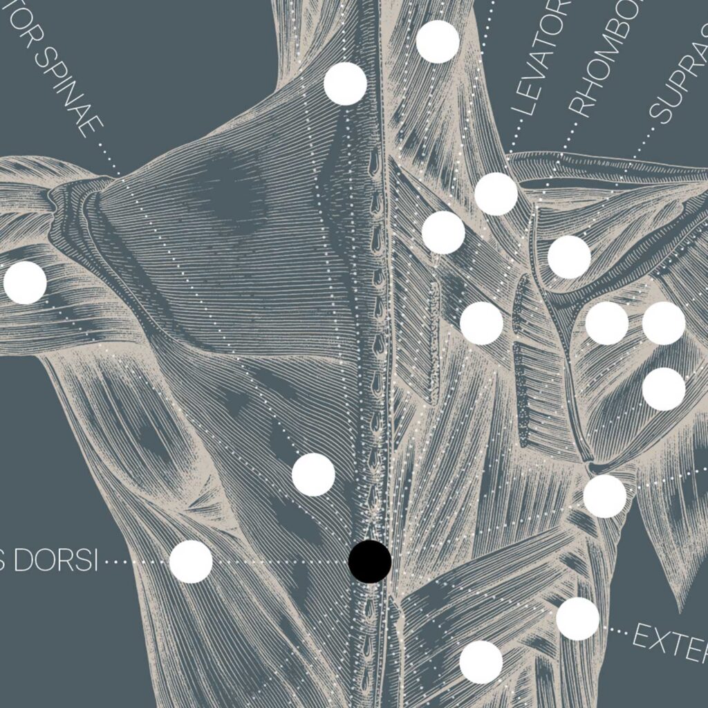 Vintage Back Muscles Anatomy » educare.design