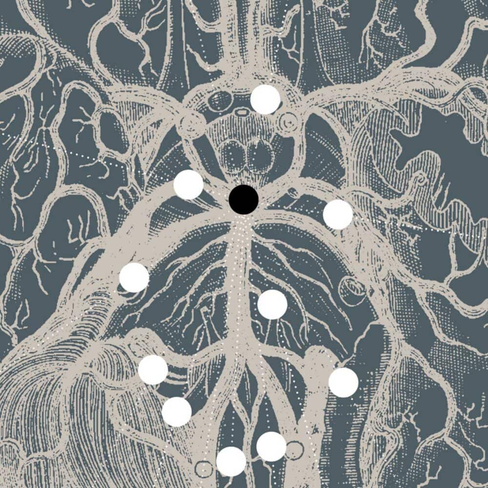 Vintage Cranial Nerves Anatomy » educare.design