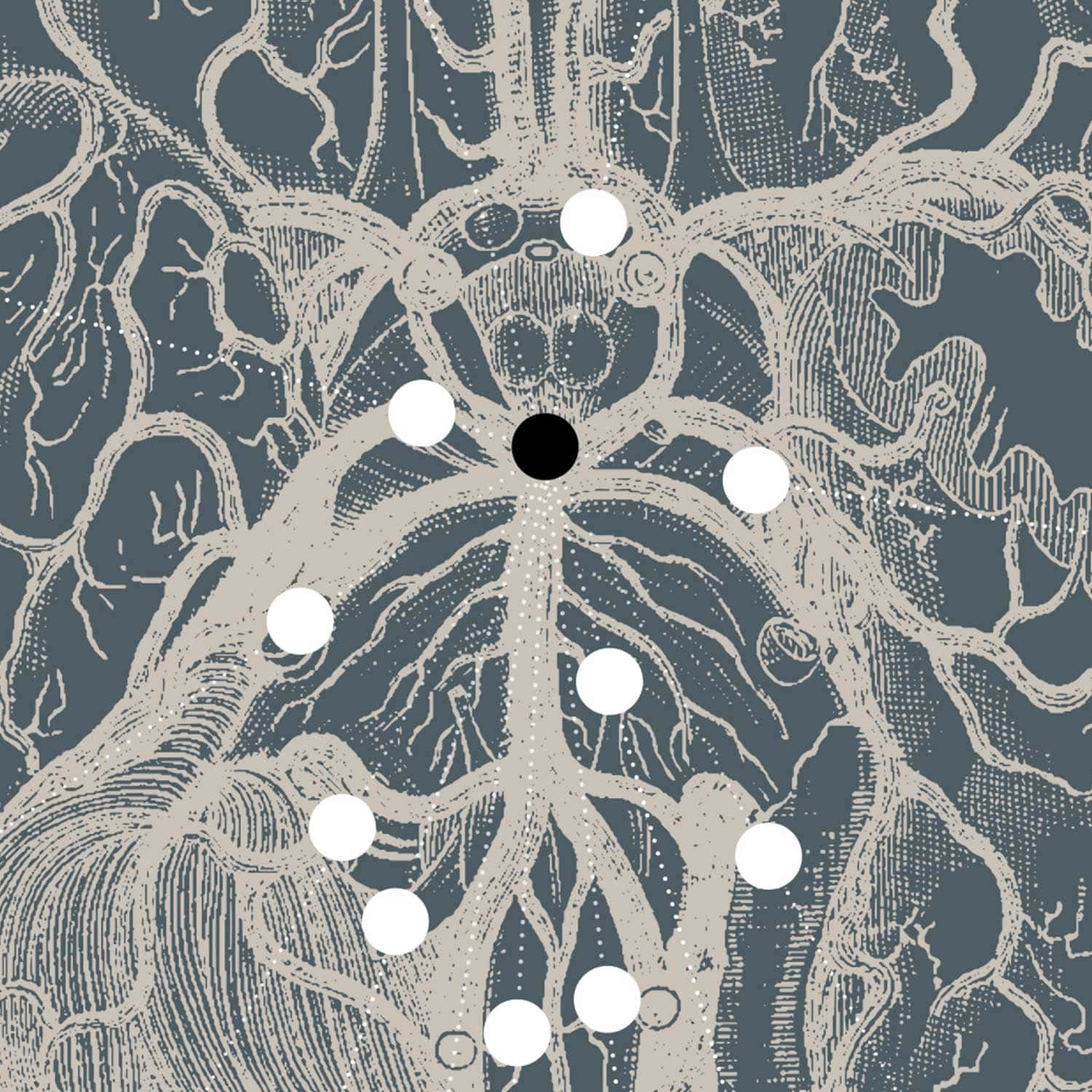 zoom blue cranial nerves cross section — Preview
