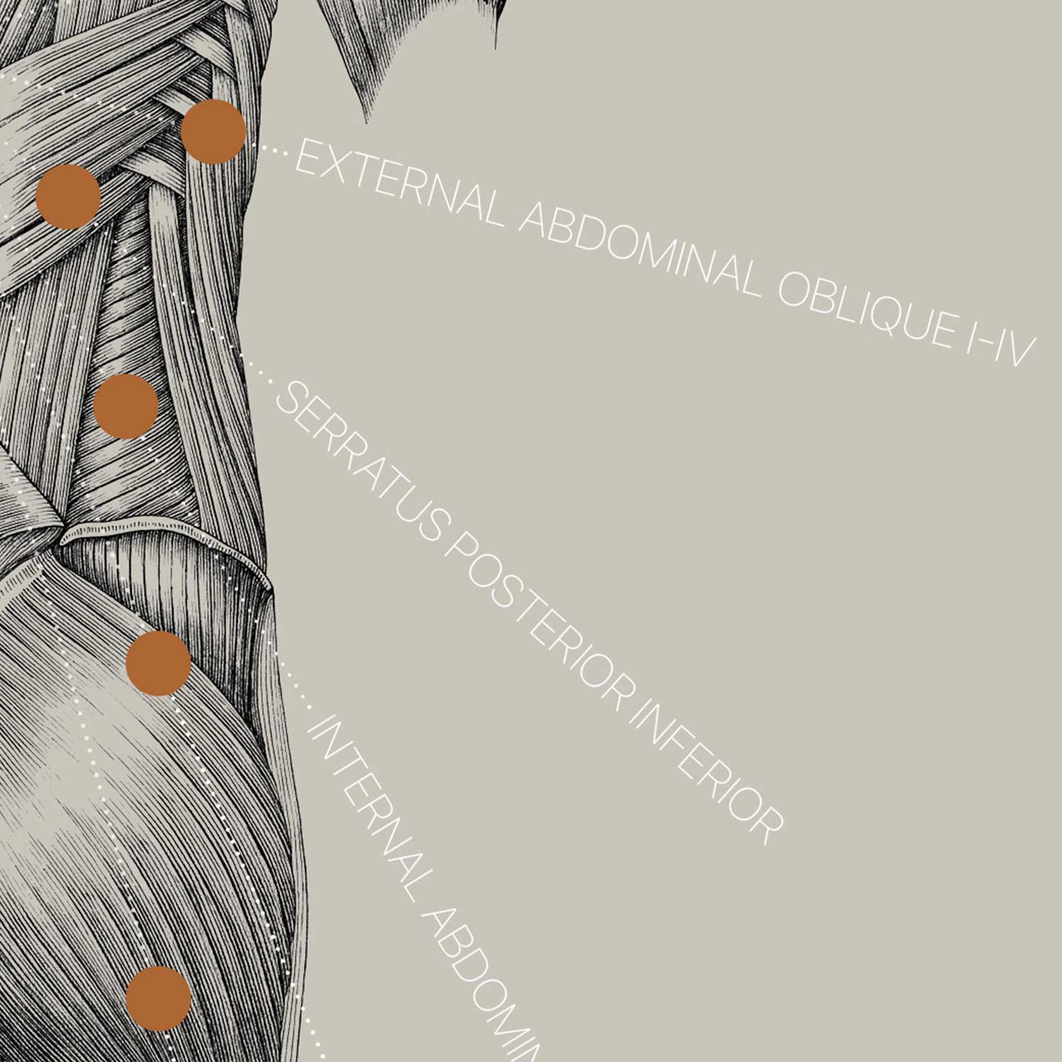 zoom grey back muscles anatomy — Preview