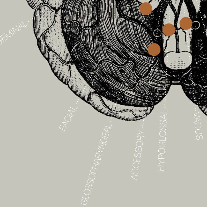 Vintage Cranial Nerves Anatomy » educare.design