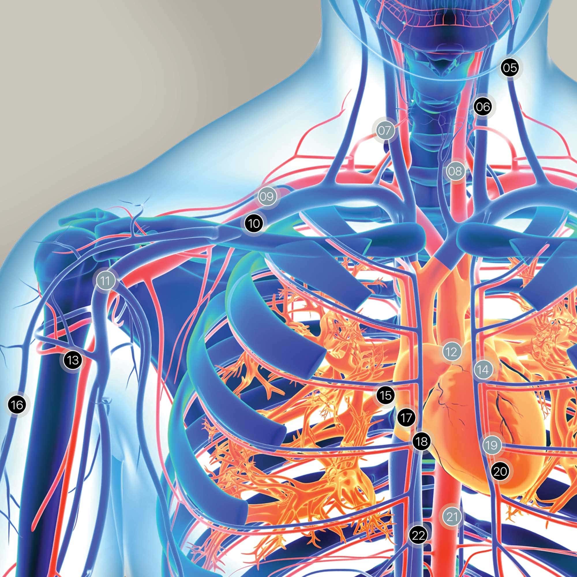 Our clinic and Cardiovascular System