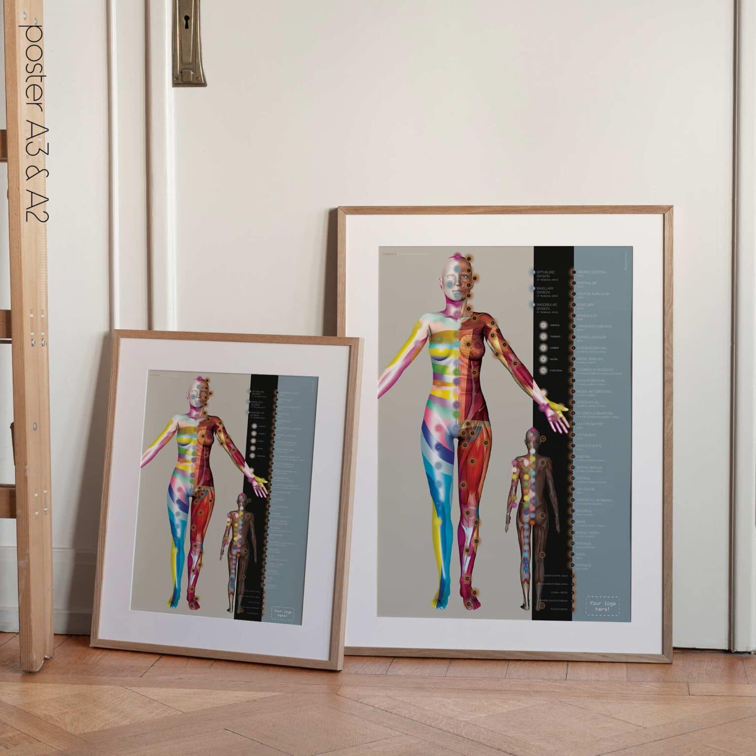 Dermatomes and Cutaneous Nerve Innervation » educare.design